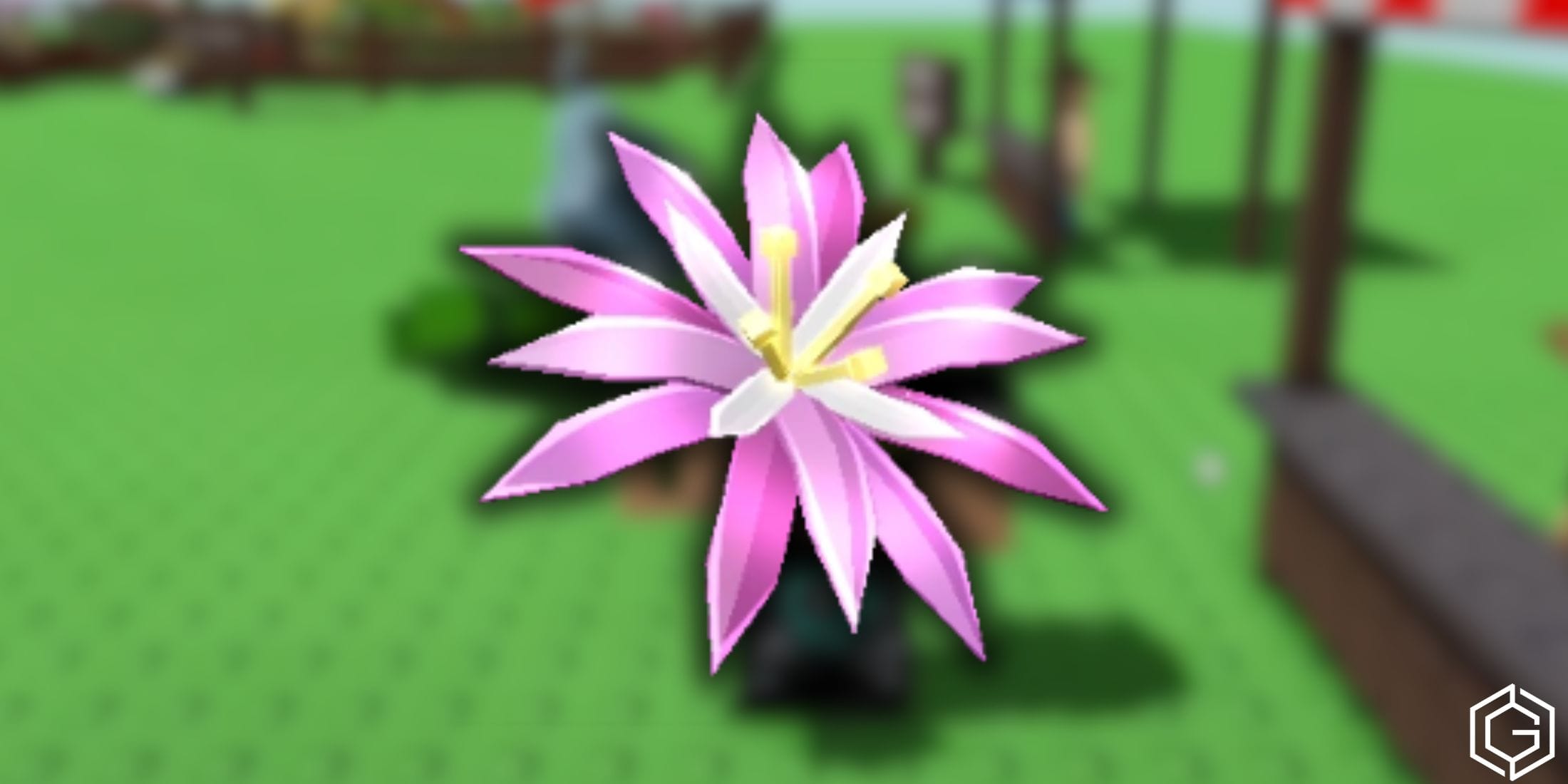 How to Get Paradise Petal in Grow A Garden